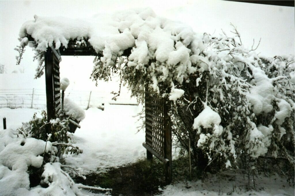Winter Image - Snow on Gate - Visit Cooma