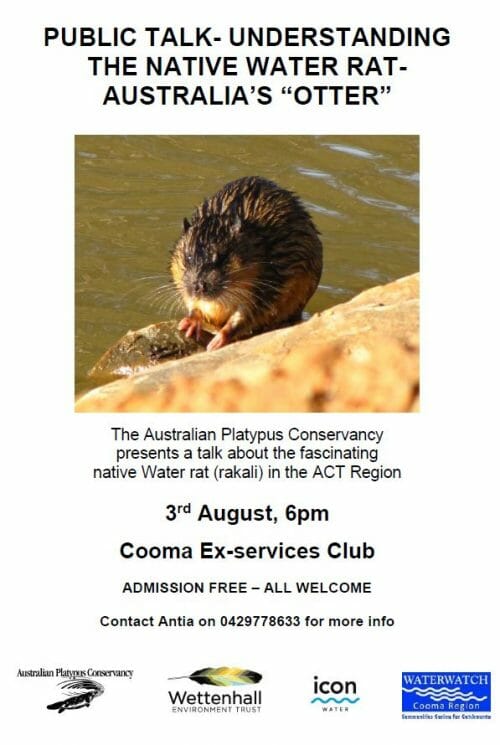 Public Talk: Understanding the Native Water Rat - Australia's 'Otter ...