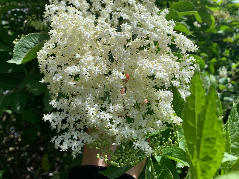 Food and Fibre Foraging Walk and Masterclass - Visit Cooma